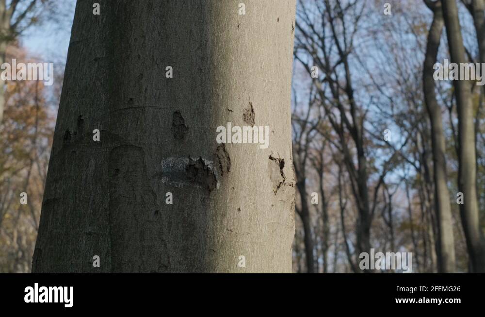 Tree bough Stock Videos & Footage - HD and 4K Video Clips - Alamy