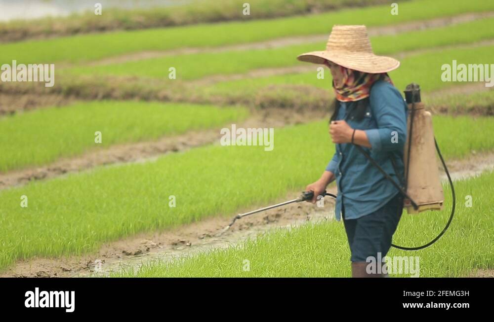 Farmer Spraying Liquid Fertilizer On The Rice Field Stock Video Footage ...