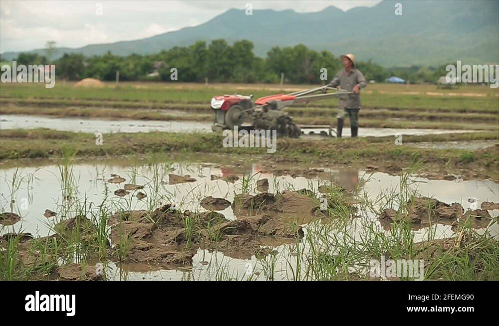 Farmer Using The Plowing Machine On Rice Field to Prepare Land Before ...