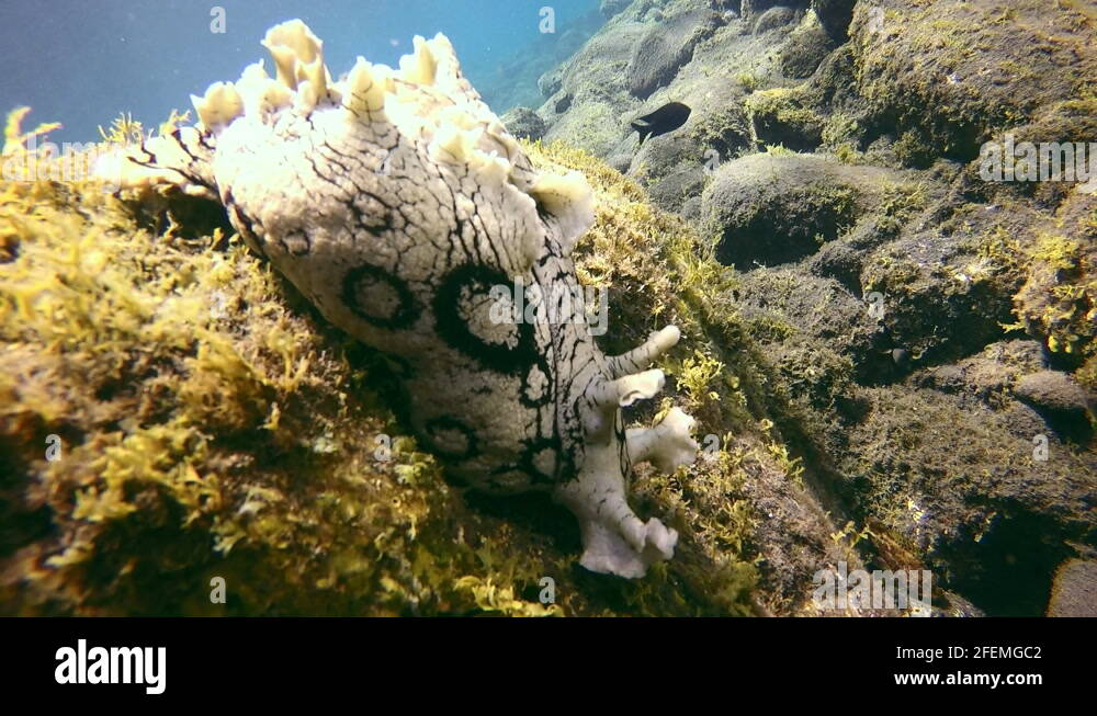 Origin species Stock Videos & Footage - HD and 4K Video Clips - Alamy