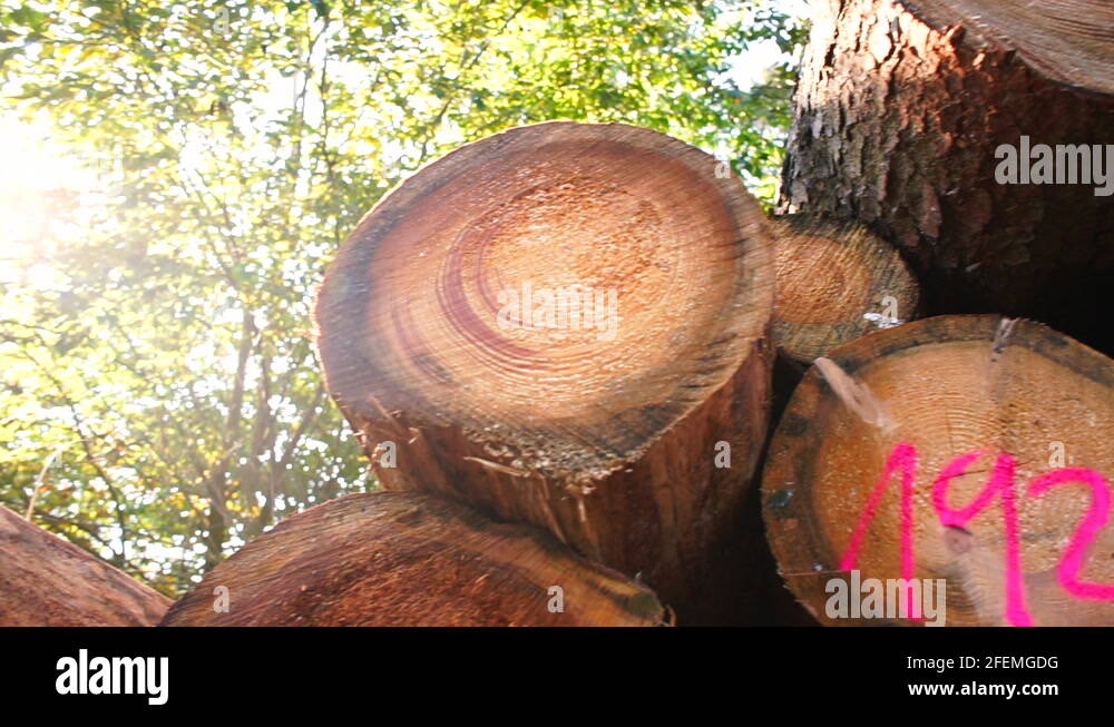 Problem tree felling Stock Videos & Footage - HD and 4K Video Clips - Alamy
