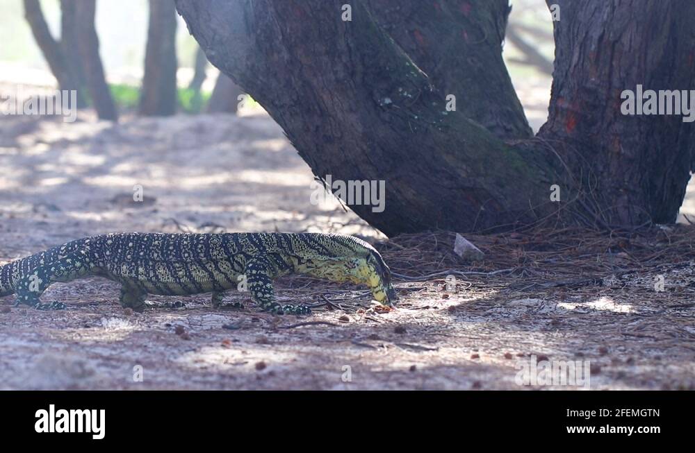 Wild monitor Stock Videos & Footage - HD and 4K Video Clips - Alamy