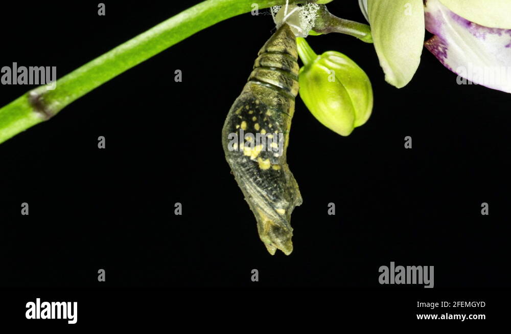 Plant development stages Stock Videos & Footage - HD and 4K Video Clips ...