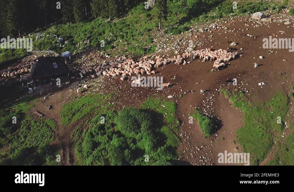 Drone tilt-up shot showing a flock of sheep and a shepherd in a meadow Stock Video Footage - Alamy