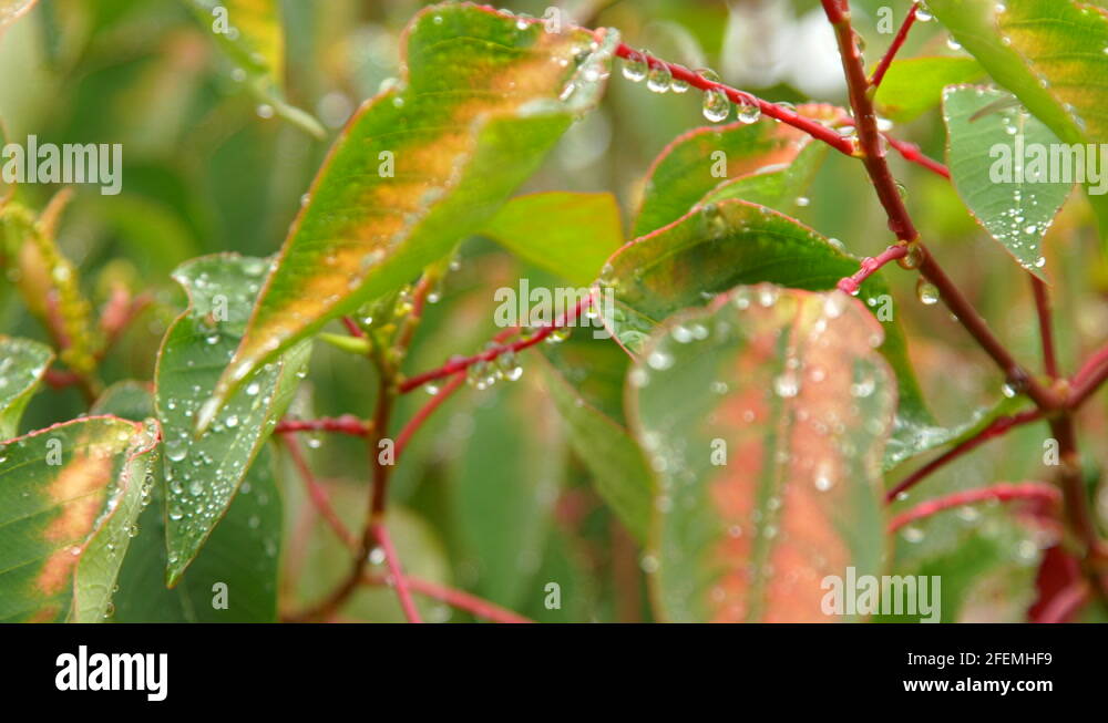 Australian invasive species Stock Videos & Footage - HD and 4K Video ...