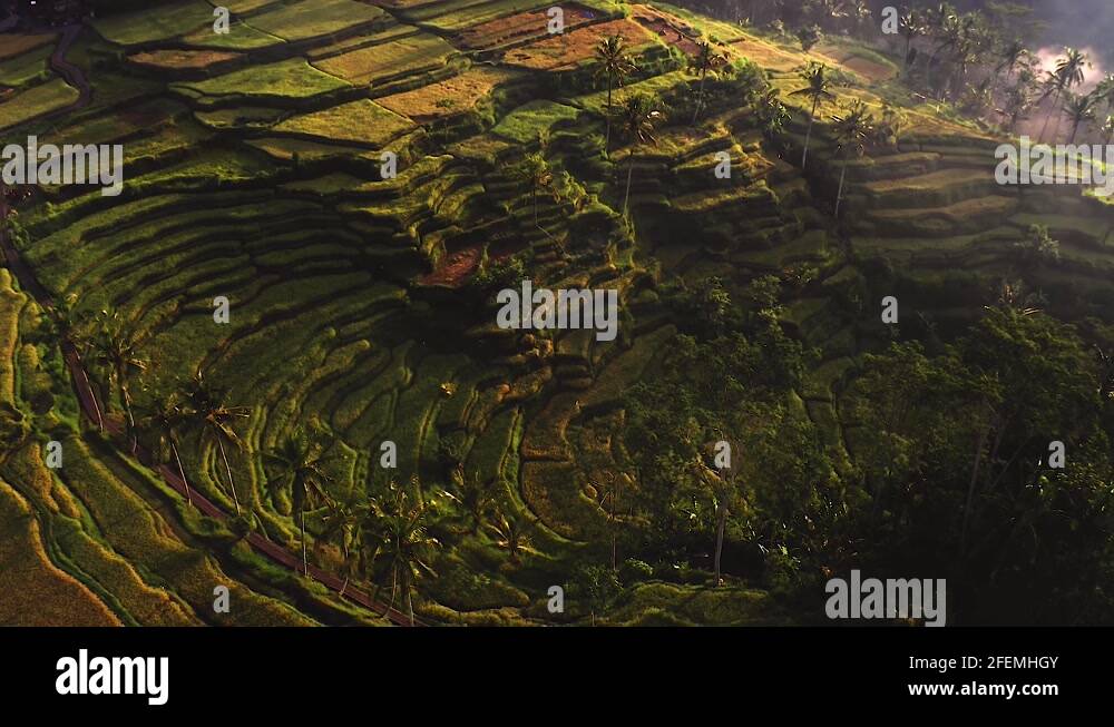 Ubud rice field Stock Videos & Footage - HD and 4K Video Clips - Alamy