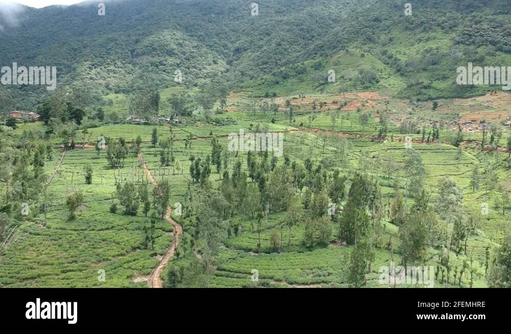 Kandy sri lanka tea Stock Videos & Footage - HD and 4K Video Clips - Alamy
