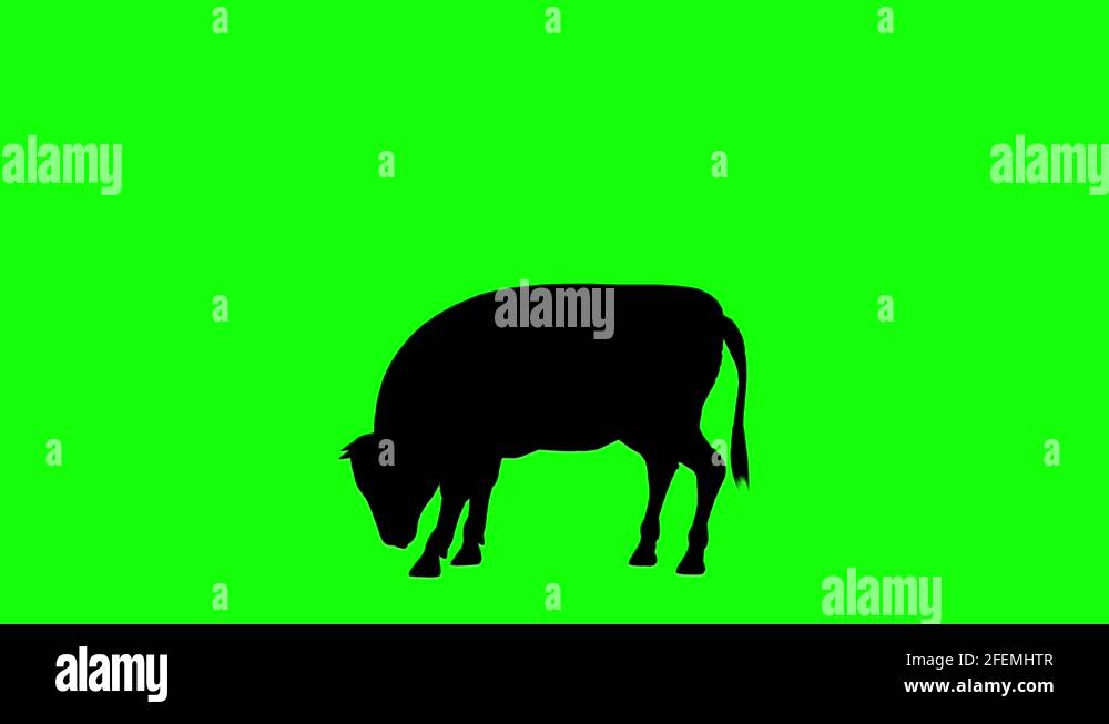 Cow green screen Stock Videos & Footage - HD and 4K Video Clips - Alamy