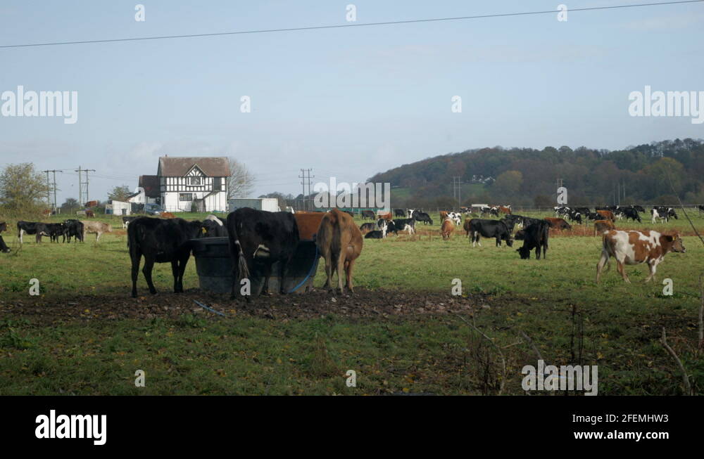 British farm animals Stock Videos & Footage - HD and 4K Video Clips - Alamy