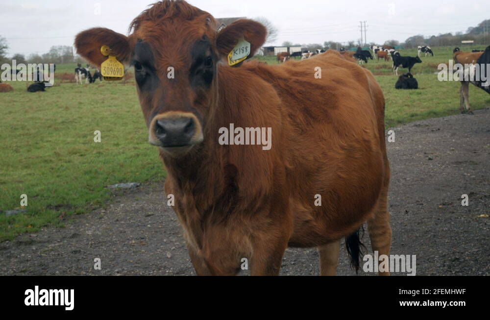 Countryside cows english cow Stock Videos & Footage - HD and 4K Video ...