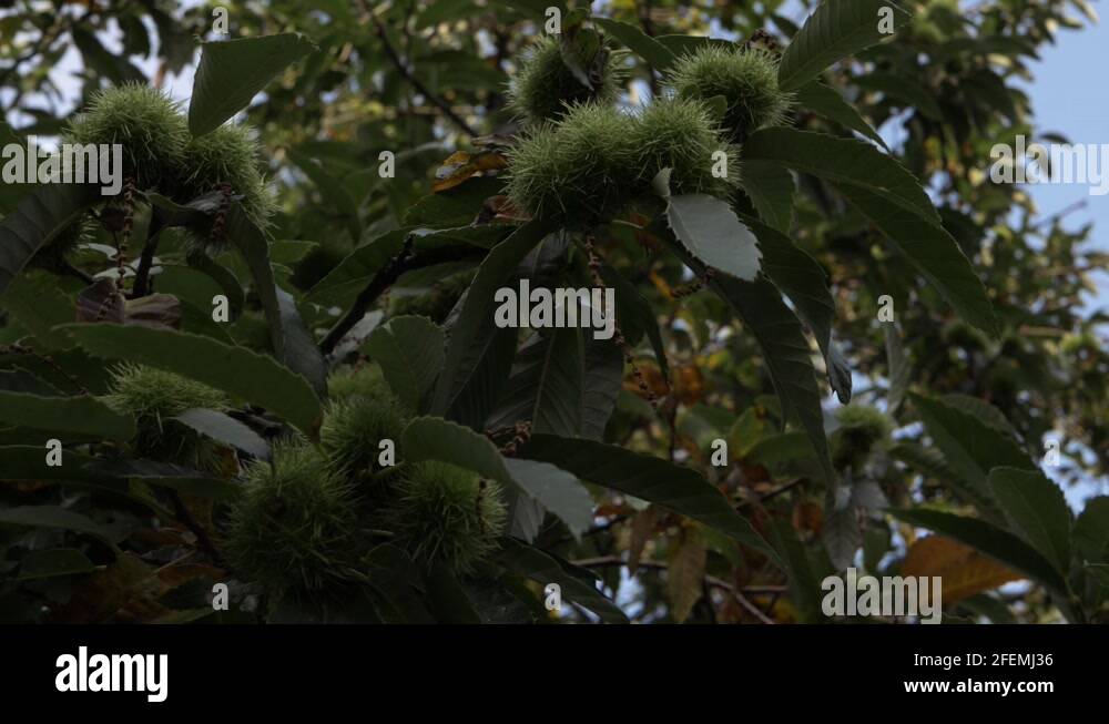 Tree burr Stock Videos & Footage - HD and 4K Video Clips - Alamy