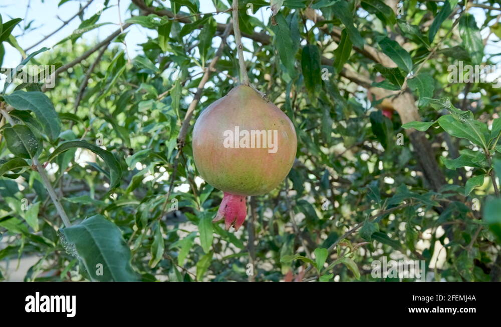Pomegranate hanging from tree Stock Videos & Footage - HD and 4K Video ...