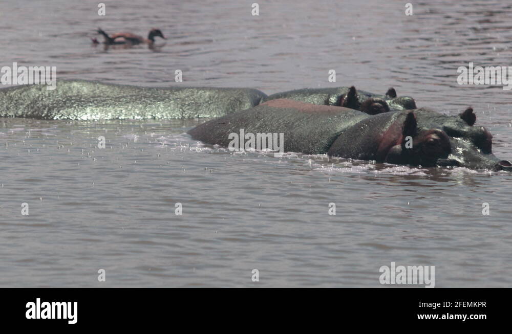 Swim cooling off Stock Videos & Footage - HD and 4K Video Clips - Alamy