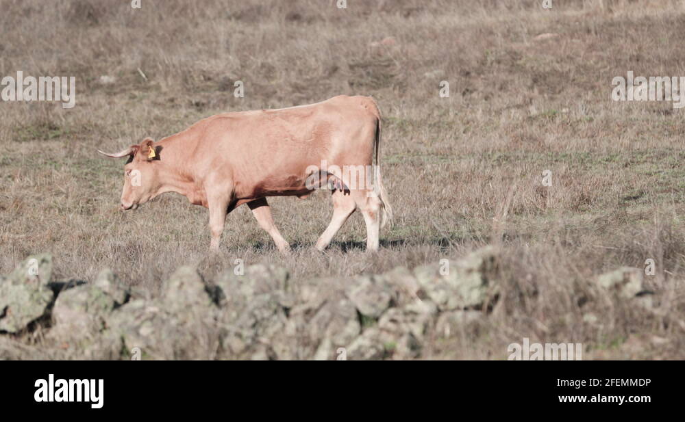 Stone walls and cattle Stock Videos & Footage - HD and 4K Video Clips ...
