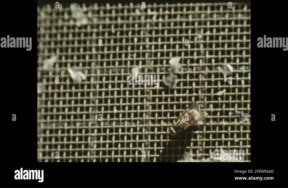 Insect screen Stock Videos & Footage - HD and 4K Video Clips - Alamy
