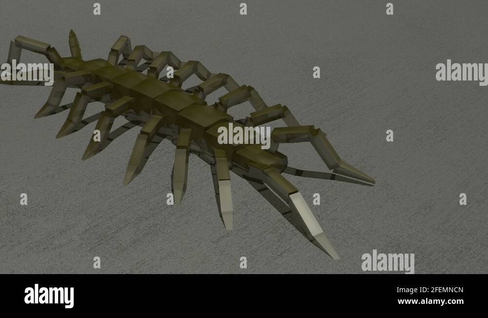 Insect zoology Stock Videos & Footage - HD and 4K Video Clips - Alamy