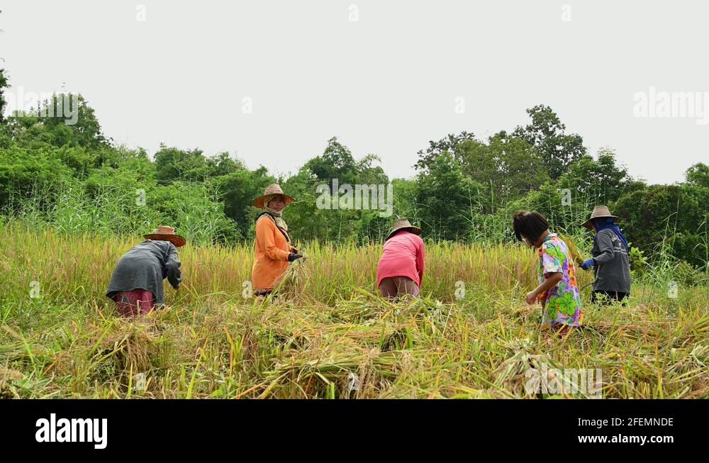 Harvesting rice by hand Stock Videos & Footage - HD and 4K Video Clips ...