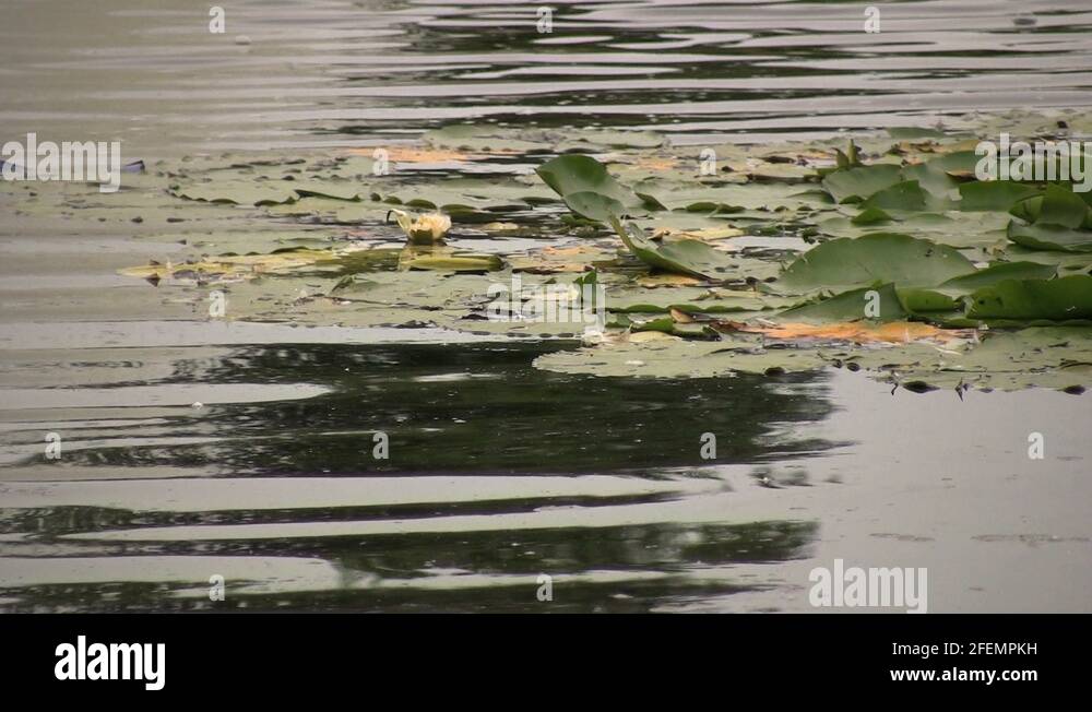 Lilys Stock Videos And Footage Hd And 4k Video Clips Alamy