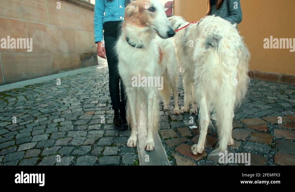 Spanish hunting dog Stock Videos & Footage - HD and 4K Video Clips - Alamy