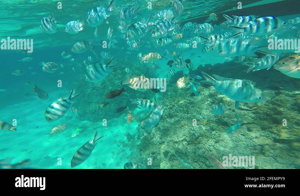 Bora bora fish Stock Videos & Footage - HD and 4K Video Clips - Alamy
