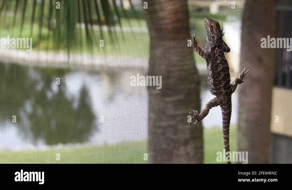 Lizard on screen Stock Videos & Footage - HD and 4K Video Clips - Alamy