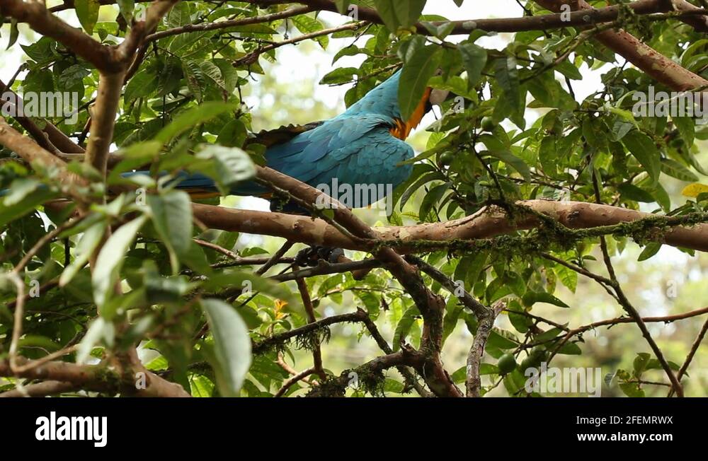 Blue macaw seed Stock Videos & Footage - HD and 4K Video Clips - Alamy