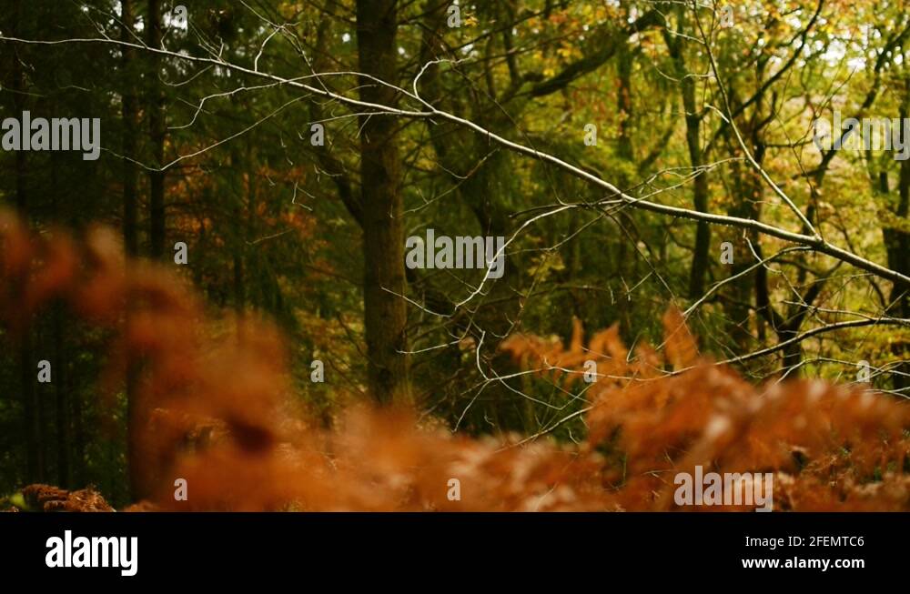 Dead ferns Stock Videos & Footage - HD and 4K Video Clips - Alamy