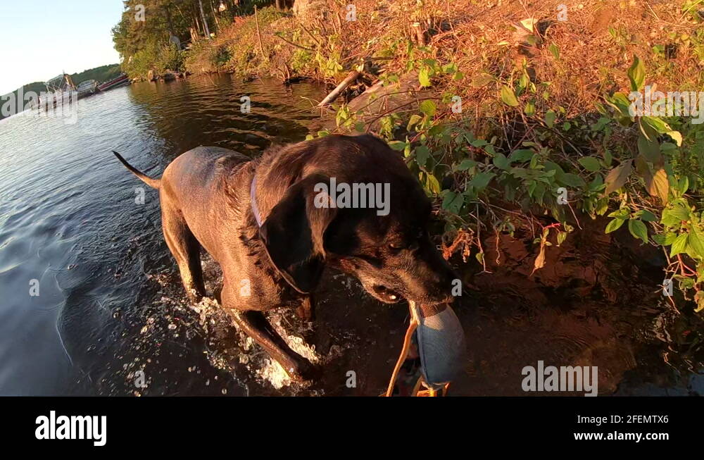 Duck hound Stock Videos & Footage - HD and 4K Video Clips - Alamy