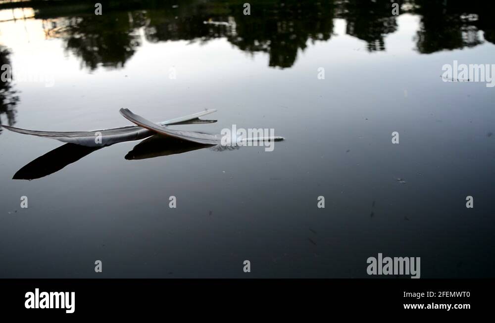 Feathers floating Stock Videos & Footage - HD and 4K Video Clips - Alamy