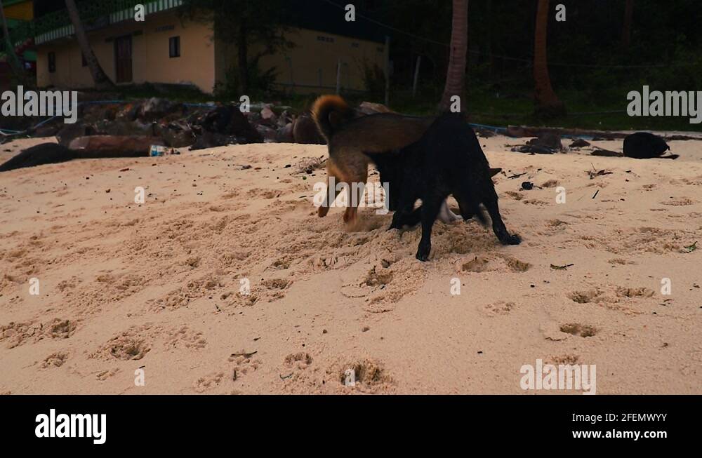 Razor Back Dog Breed at Donald Gaillard blog