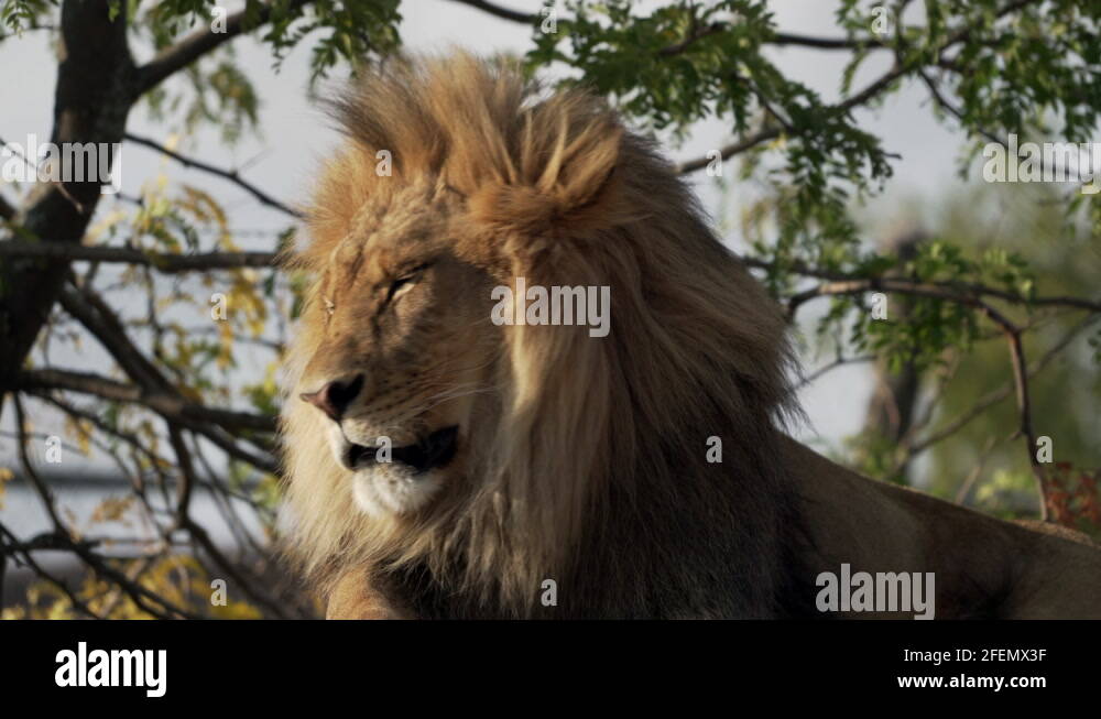 Calm lion Stock Videos & Footage - HD and 4K Video Clips - Alamy