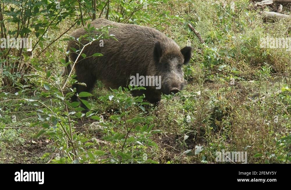 Boar habitat Stock Videos & Footage - HD and 4K Video Clips - Alamy