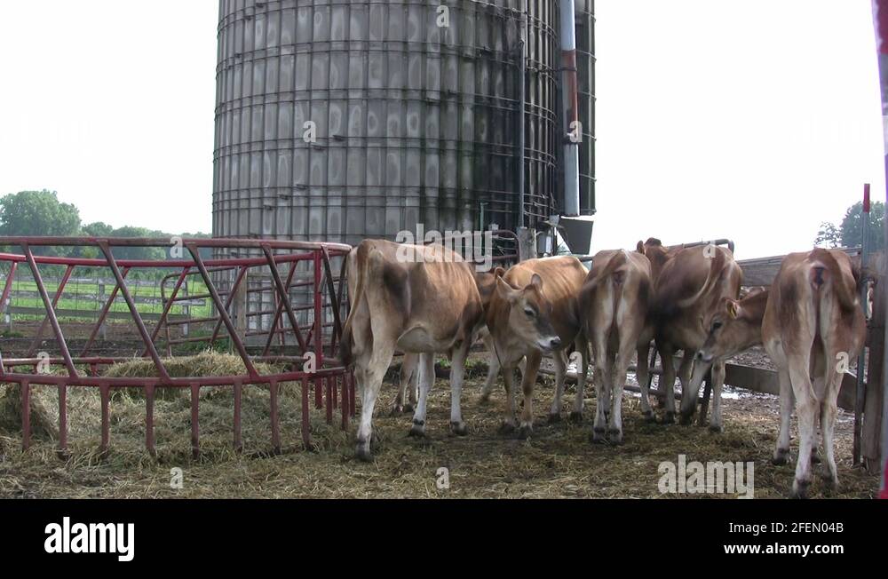 Silo and cows Stock Videos & Footage - HD and 4K Video Clips - Alamy