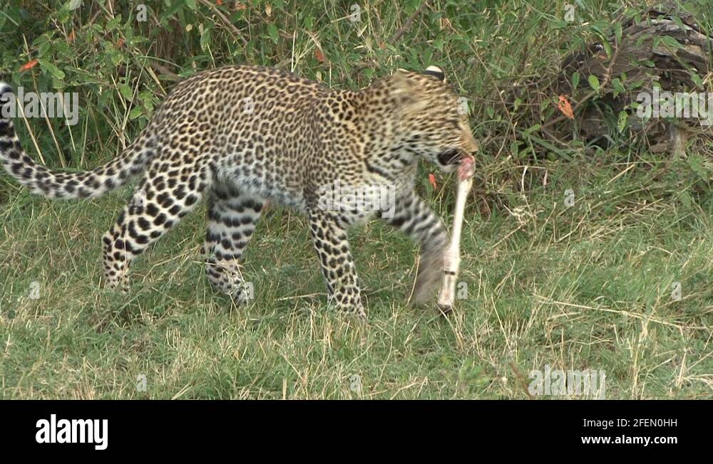 Bone of leg Stock Videos & Footage - HD and 4K Video Clips - Alamy