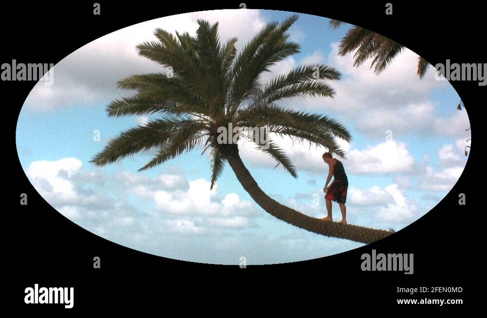 Man palm tree Stock Videos & Footage - HD and 4K Video Clips - Alamy