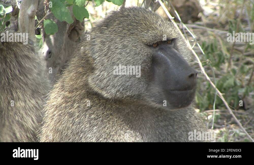 Baboon face to face Stock Videos & Footage - HD and 4K Video Clips - Alamy