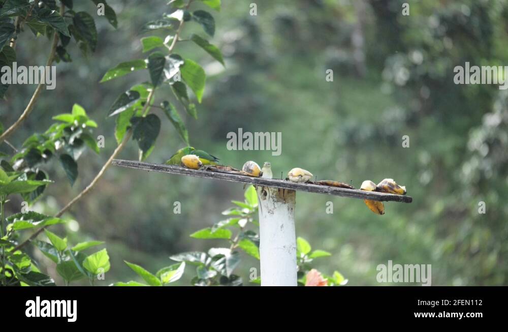 Jungle protection Stock Videos & Footage - HD and 4K Video Clips - Alamy