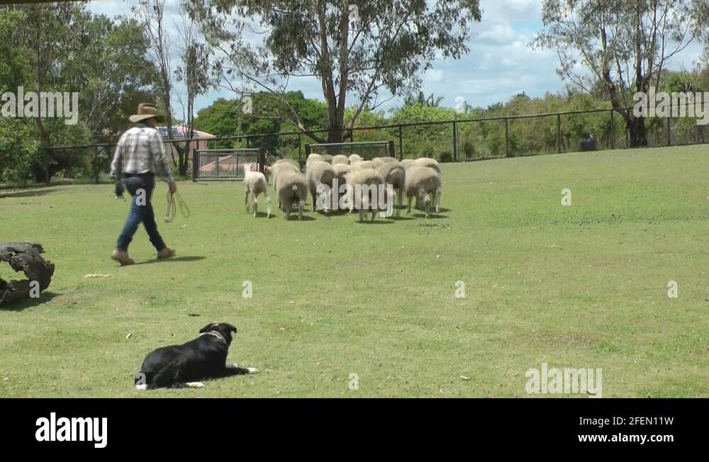 Australia paddock sheep Stock Videos & Footage - HD and 4K Video Clips ...