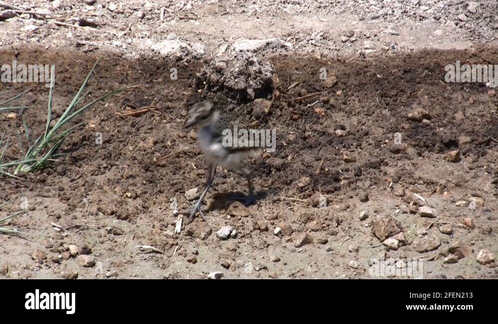 Confused bird species Stock Videos & Footage - HD and 4K Video Clips ...