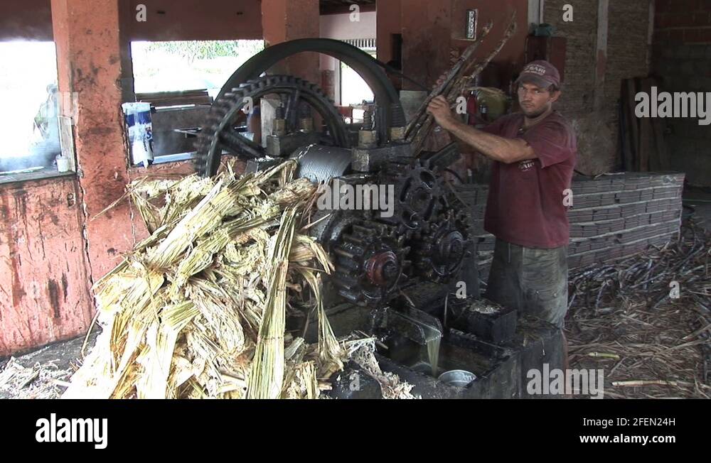 Processing sugar cane Stock Videos & Footage - HD and 4K Video Clips ...