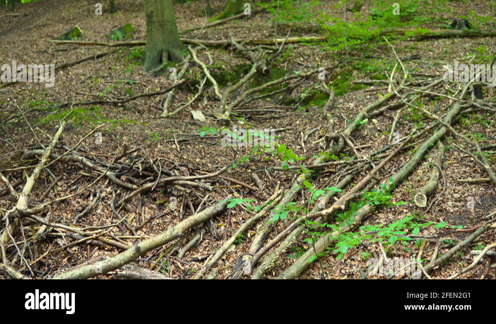 Waste ground habitat flora Stock Videos & Footage - HD and 4K Video ...