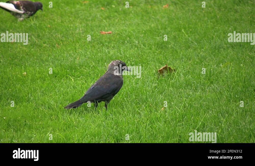 Rook grass Stock Videos & Footage - HD and 4K Video Clips - Alamy