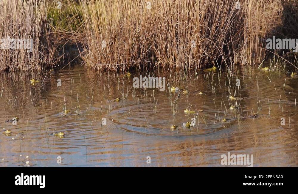 Many common frogs in swamp jumping in water by dry grass vegetation ...