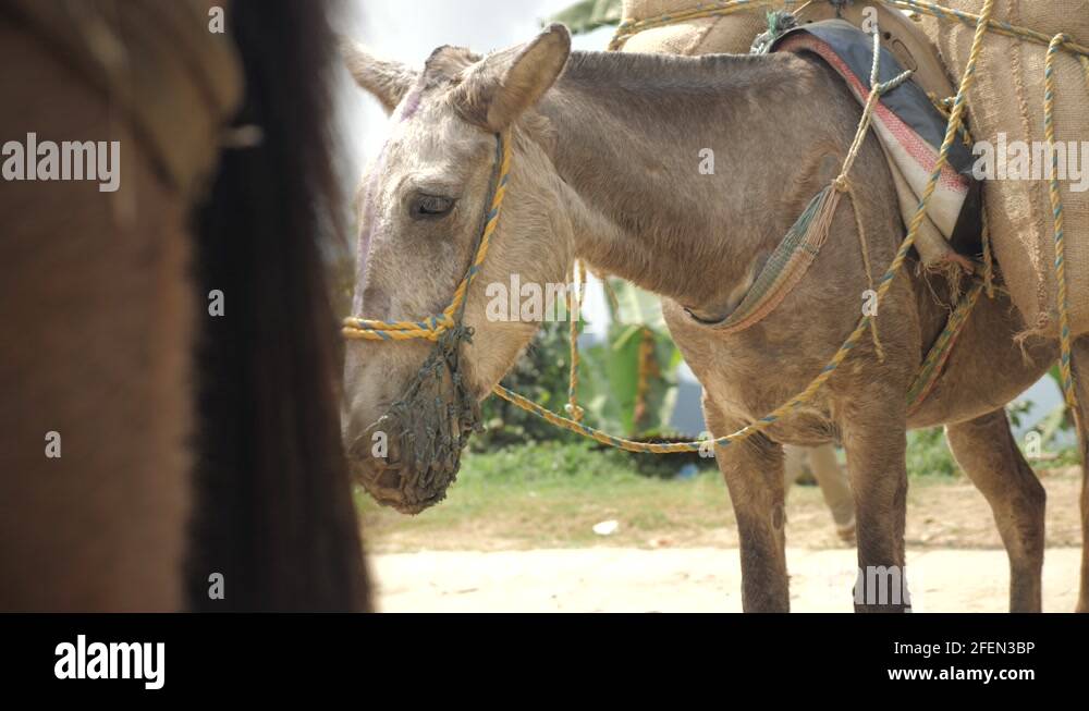 Donkey flapping its tail Livestock a donkey with rope is tired ofing ...