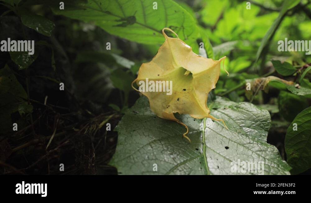 Tanzania flower Stock Videos & Footage - HD and 4K Video Clips - Alamy