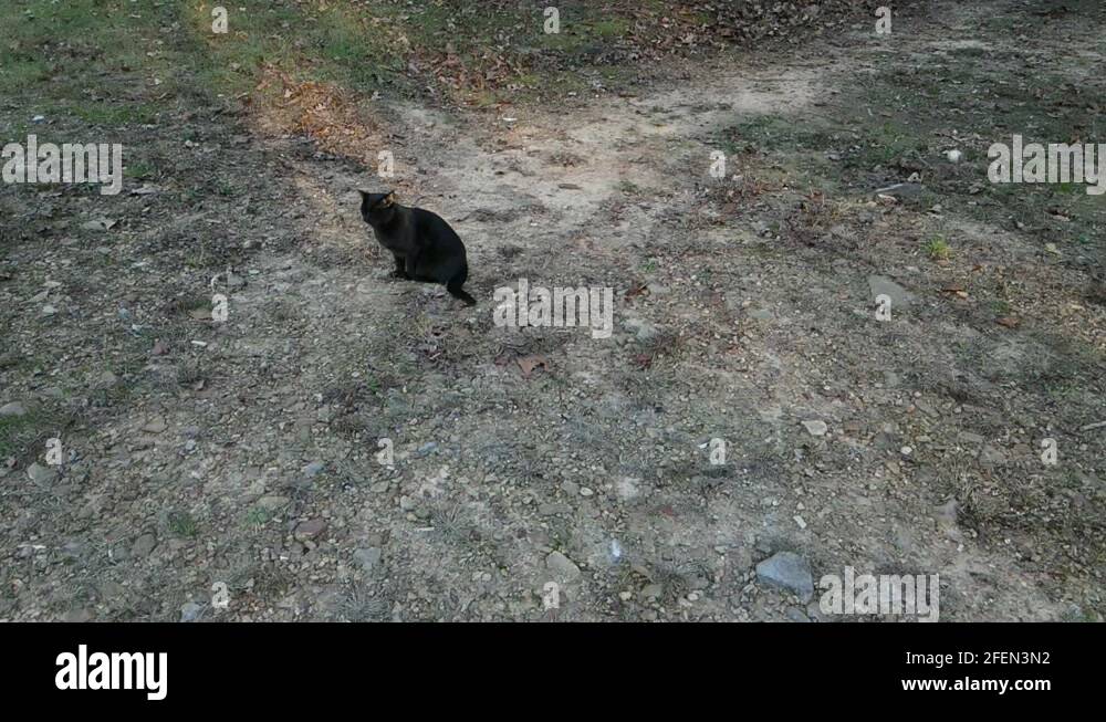 Black cat scared Stock Videos & Footage - HD and 4K Video Clips - Alamy
