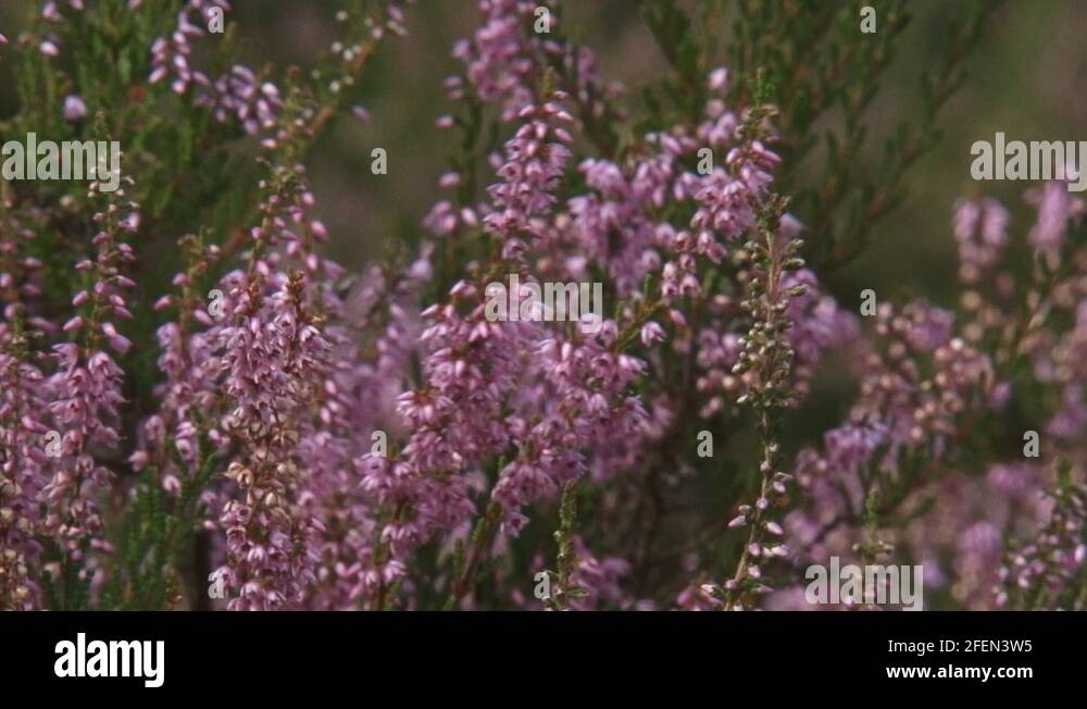 Heath habitat Stock Videos & Footage - HD and 4K Video Clips - Alamy