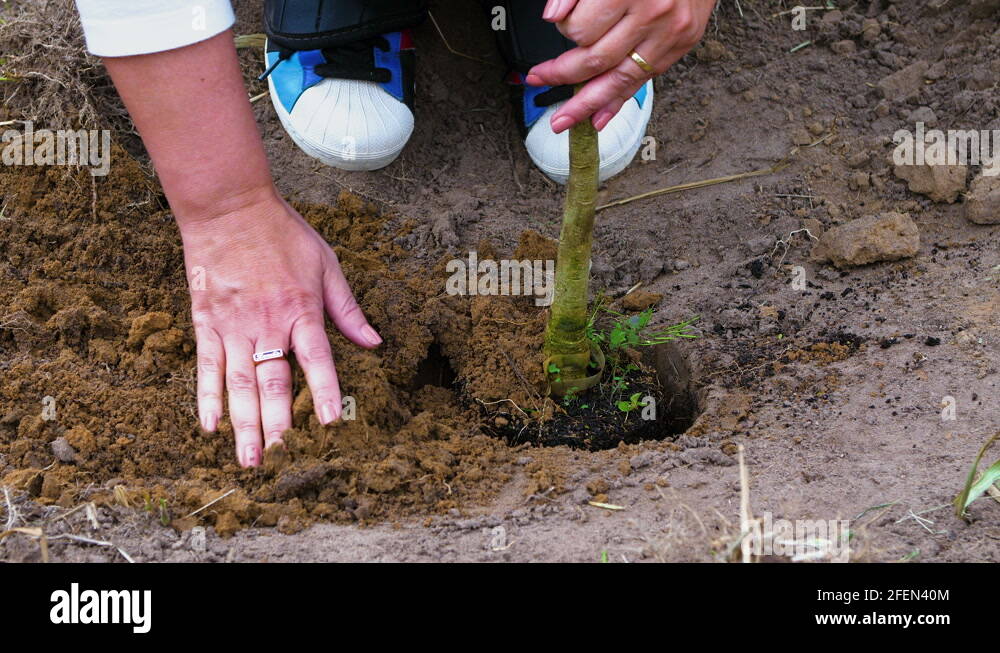 Hand planting tree ground Stock Videos & Footage - HD and 4K Video ...