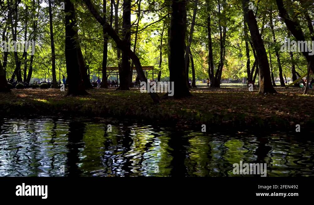 Tall trees by water Stock Videos & Footage - HD and 4K Video Clips - Alamy