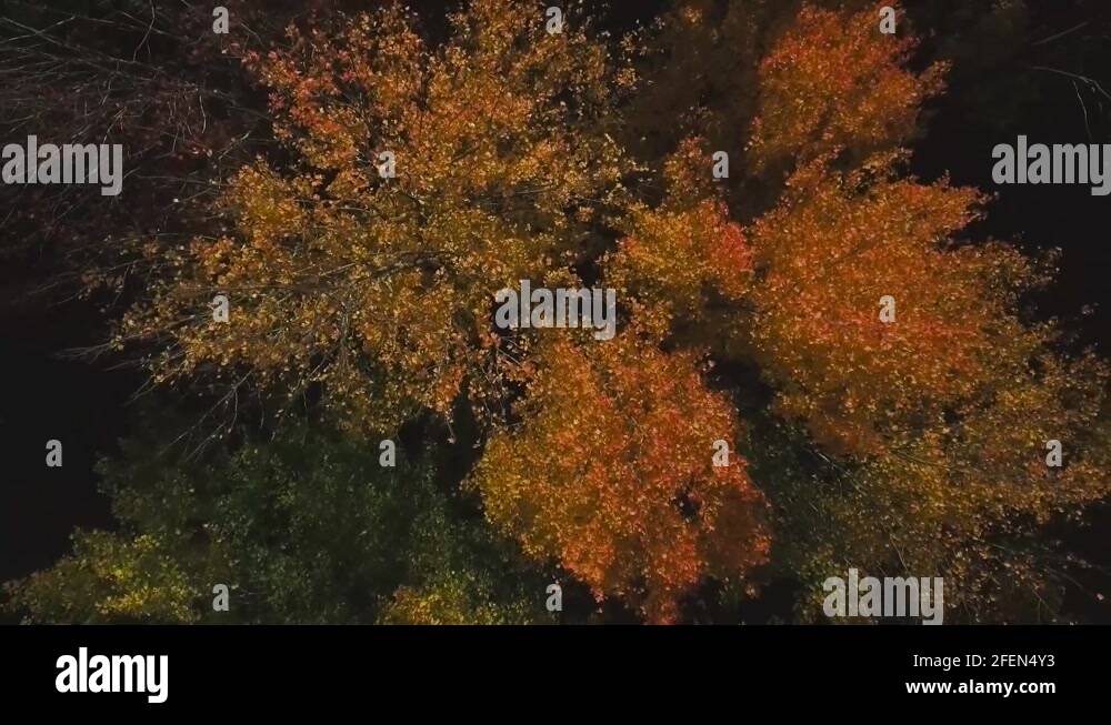 Fall colorful leaves Stock Videos & Footage - HD and 4K Video Clips - Alamy